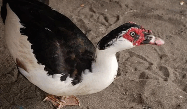 Tidak Hanya Daging, Inilah Perbedaan Entok dan Bebek di Berbagai Aspek ...